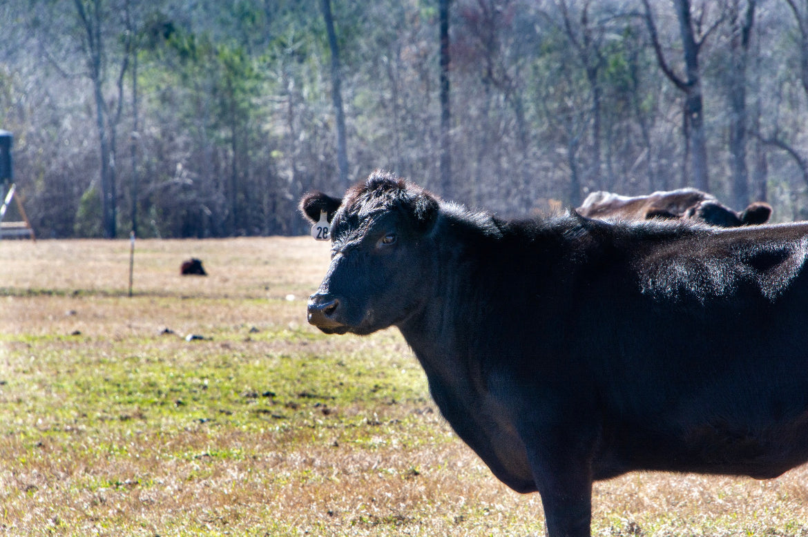 Carolina Ranch Beef (Clayton, NC) – Roots for Strength-Meats,Meals ...