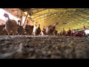 Joyce Farms Heritage Poulet Rouge Chicken – Roots for Strength-Meats ...